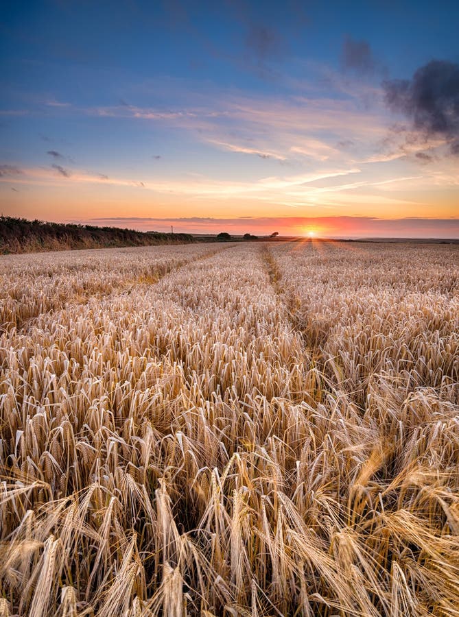 Barley Field in the Cornish Countryside Stock Image - Image of ...