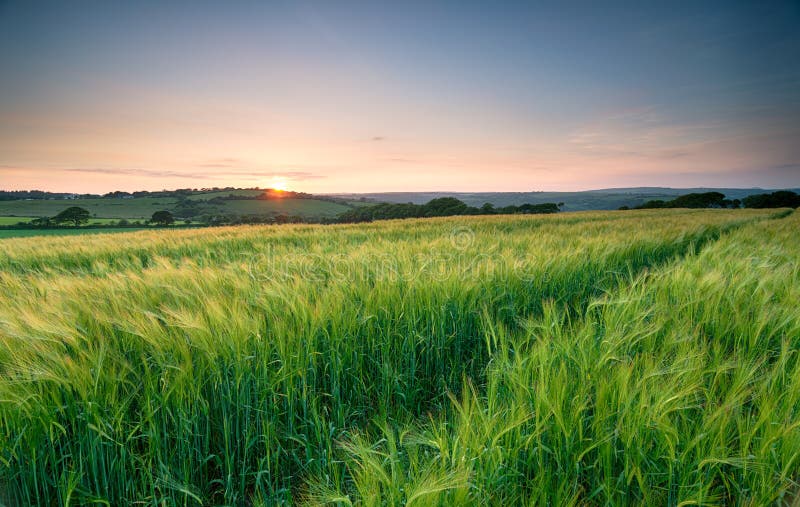 Barley Field in Cornwall stock image. Image of landscape - 76504495