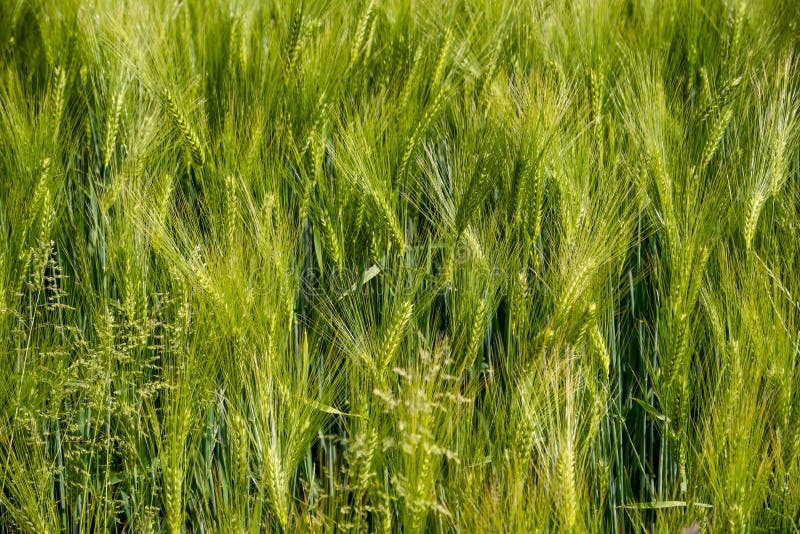 Barley in a Field in Denmark Stock Photo - Image of field, farm: 249514380