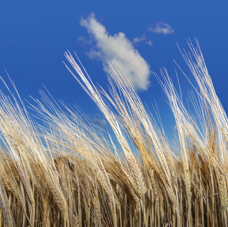 Barley field stock image. Image of cereal, flour, crop - 85262211