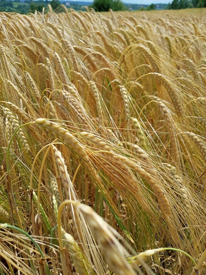 Barley field detail stock photo. Image of farm, plant - 231298164