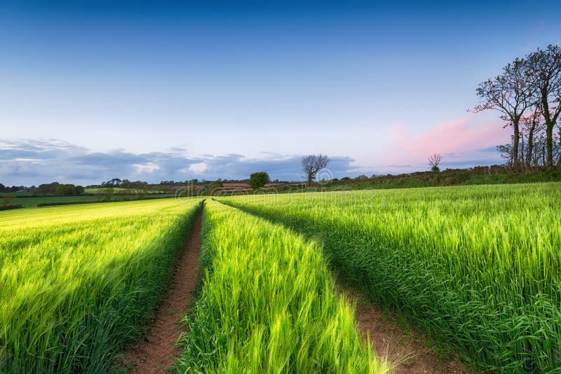Barley Field at Dusk stock image. Image of europe, barley - 54855469