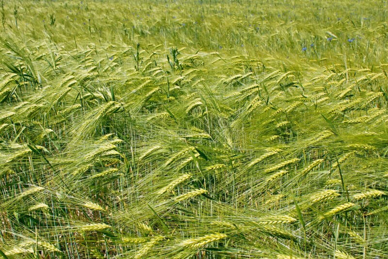 Barley Field during Flowering Stock Photo - Image of healthy, natural ...