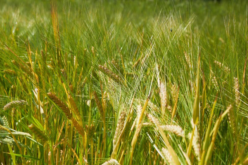 Barley Field is Getting Yellow Stock Photo - Image of grain, wheat ...