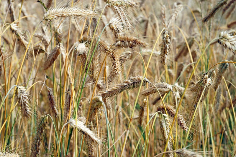 Barley field stock image. Image of plant, natural, oats - 39500429