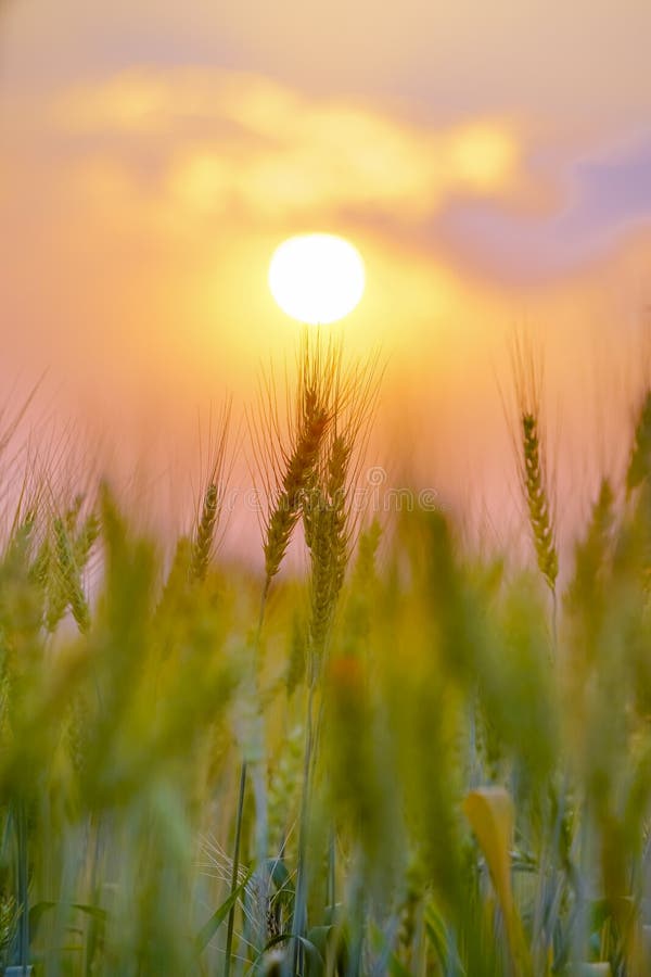 Barley Field in Golden Glow of Evening Sun Stock Image - Image of ...