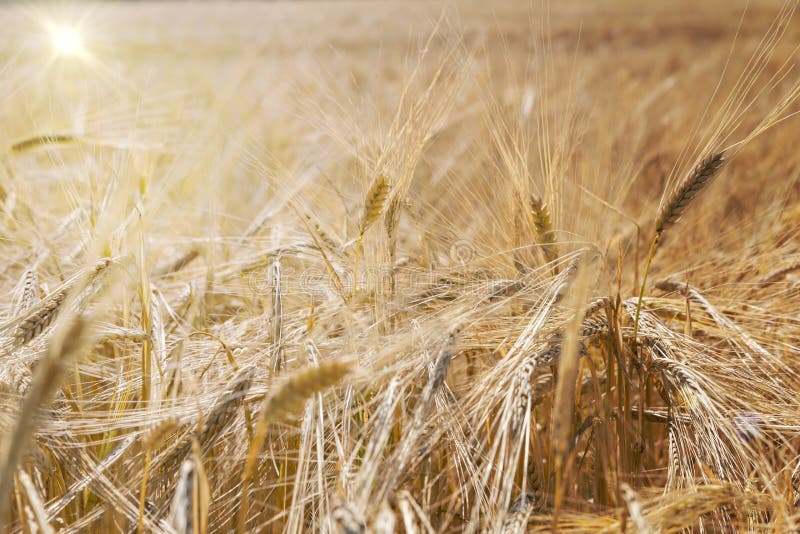 Single Barley (Hordeum Vulgare) Plant Stock Image - Image of cereal ...