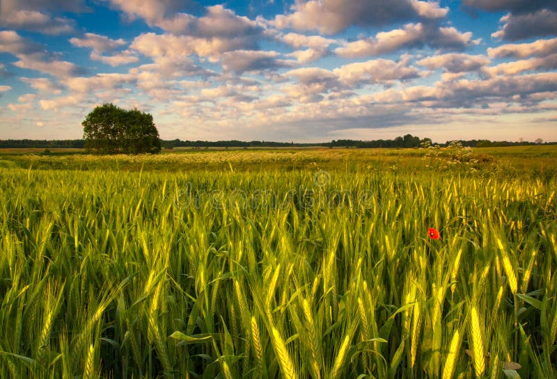 Barley field landscape stock image. Image of green, farm - 35339077