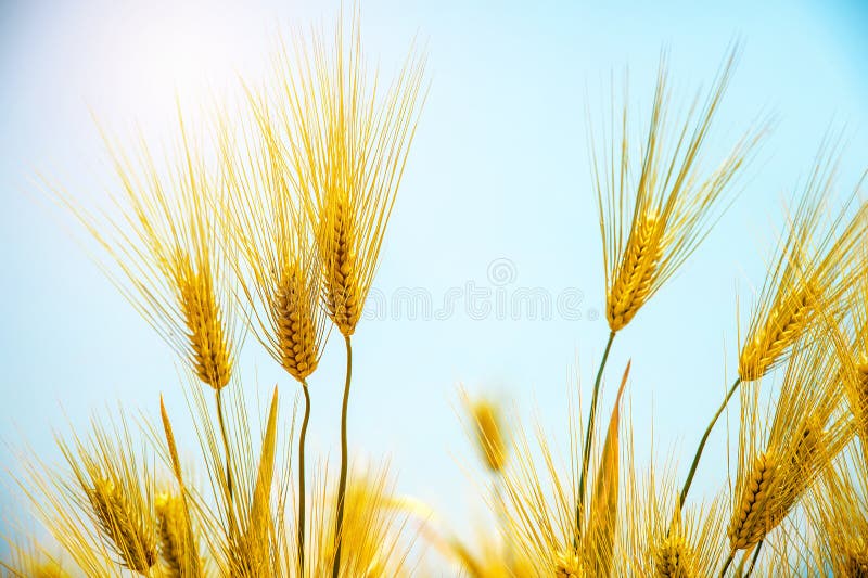 Barley Field,Malt. stock photo. Image of growth, abstract - 64502680