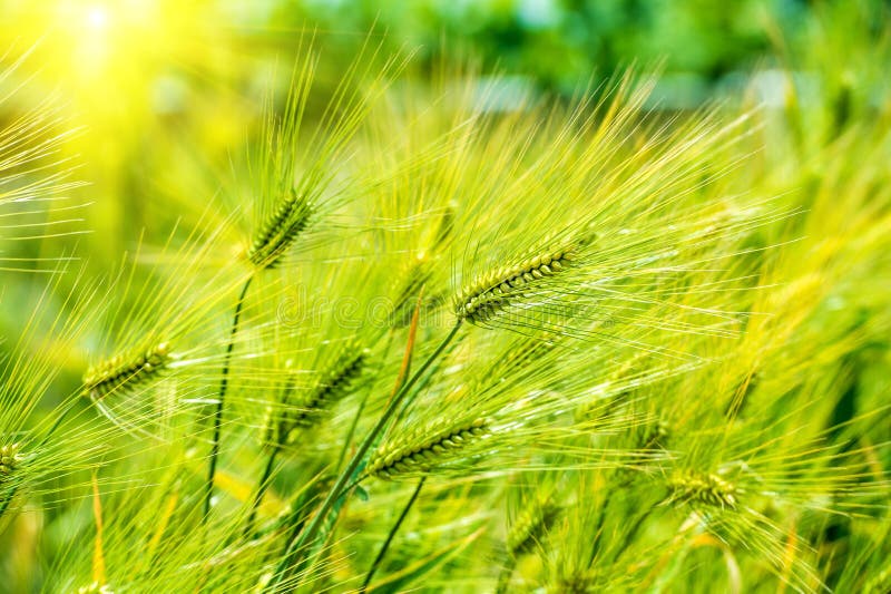 Barley Field,Malt. stock photo. Image of growth, abstract - 64502680