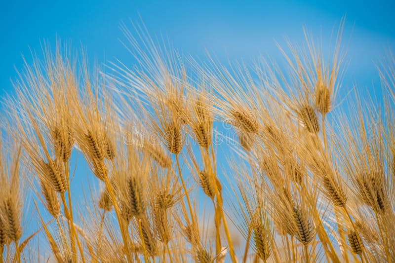 Barley Field,Malt stock photo. Image of abstract, czech - 80592106