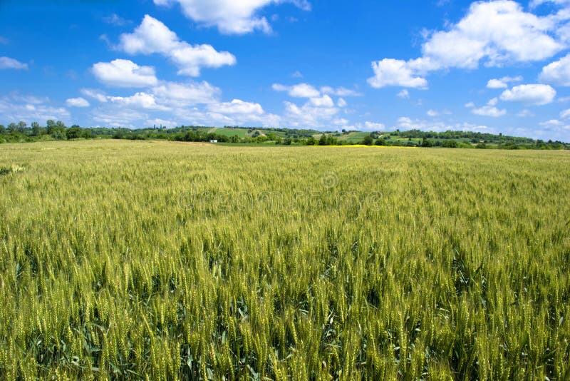 Barley Field stock photo. Image of summer, agriculture - 37972814