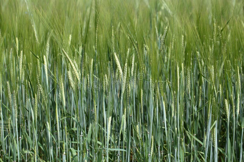 Barley field stock photo. Image of agriculture, background - 55404178