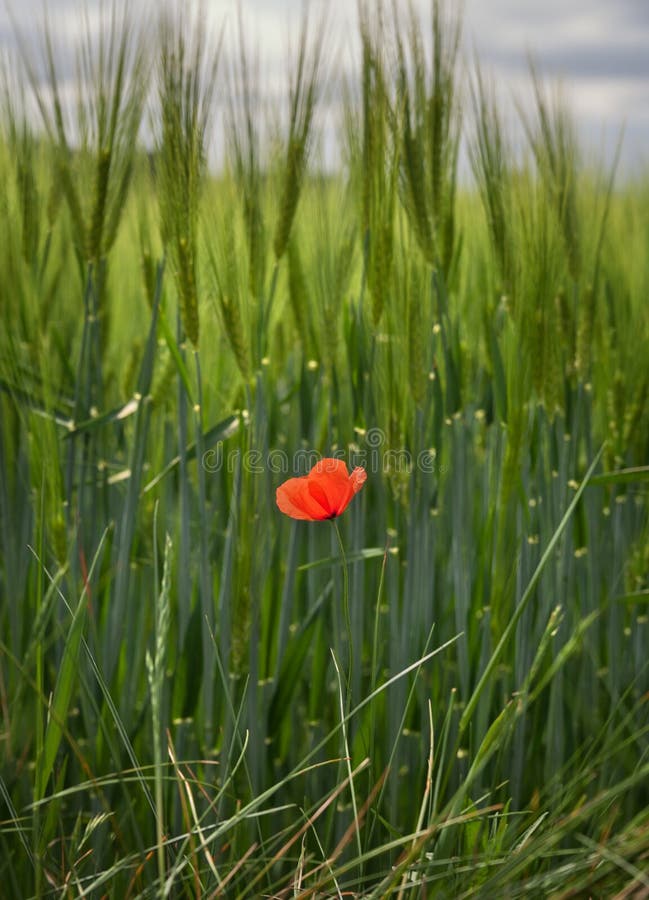 Barley field with poppy stock photo. Image of landscape - 153810616