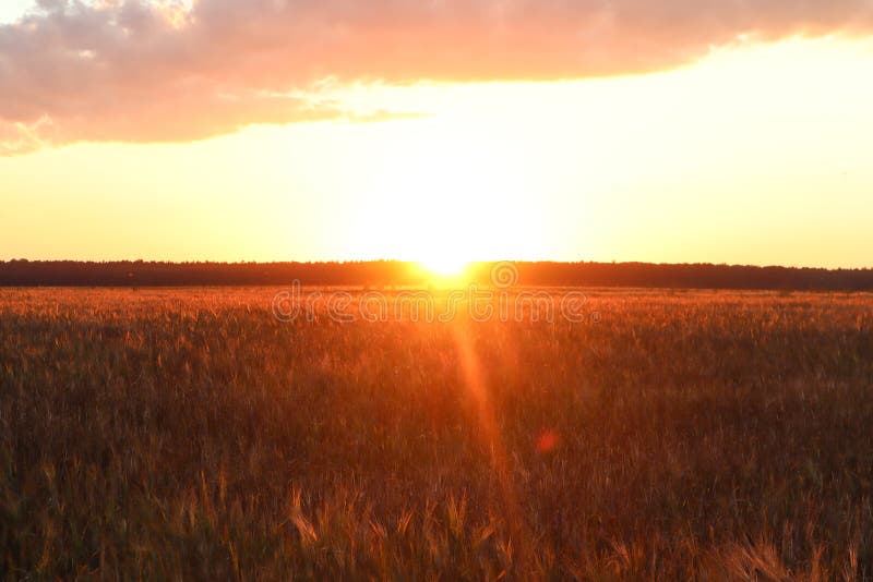 Barley Field in the Rays of the Setting Sun, Landscape Stock Image ...