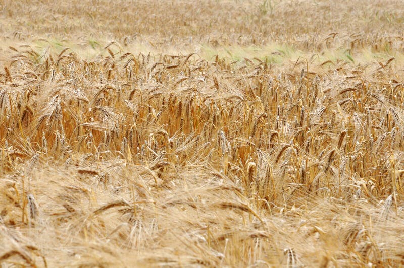 Barley stock photo. Image of botany, plant, fruit, economy - 47136600