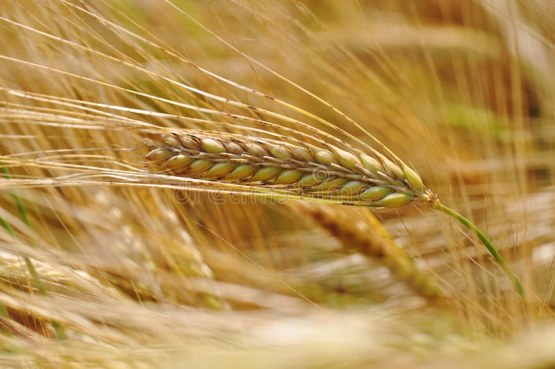 Barley stock image. Image of agribusiness, environment - 47137163