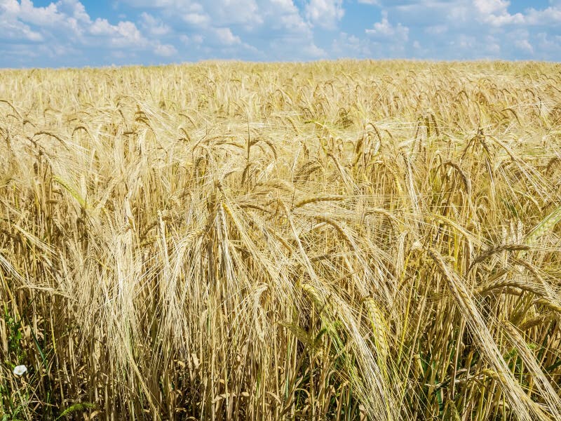 Barley field stock photo. Image of materials, field, ecology - 54927746