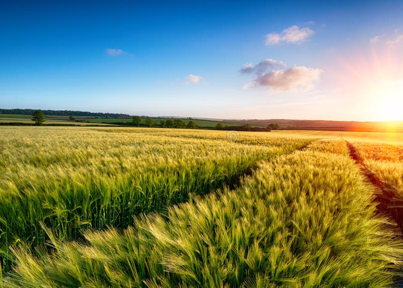Barley Field stock photo. Image of barley, cereal, growing - 55240760