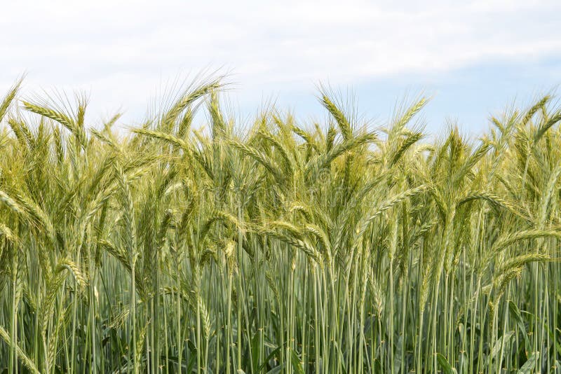 Barley field in spring stock image. Image of organic - 149748747