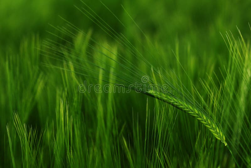 Barley stock image. Image of fresh, corn, farm, growth - 55568045