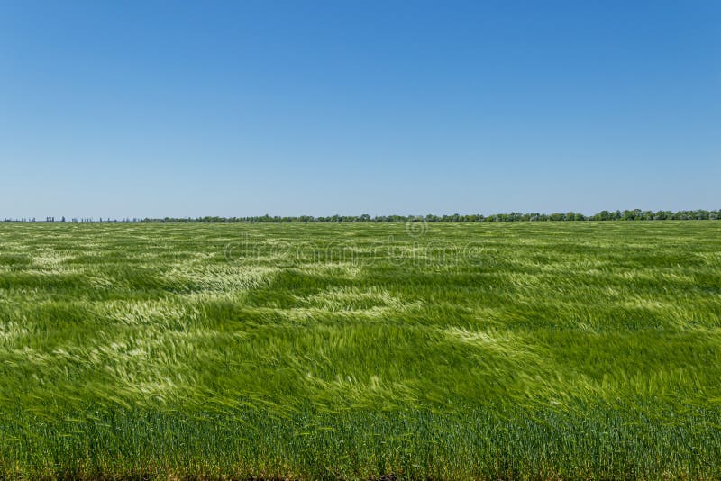 Barley Field in Spring Under Blue Sky Stock Photo - Image of natural ...