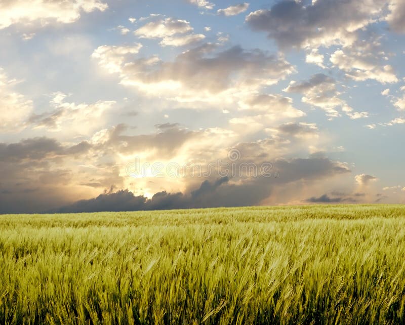 Barley Field during Stormy Day Stock Photo - Image of crops, field: 2512504