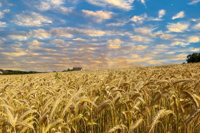 Barley Field in Summer with a Beautiful Sunset Stock Photo - Image of ...