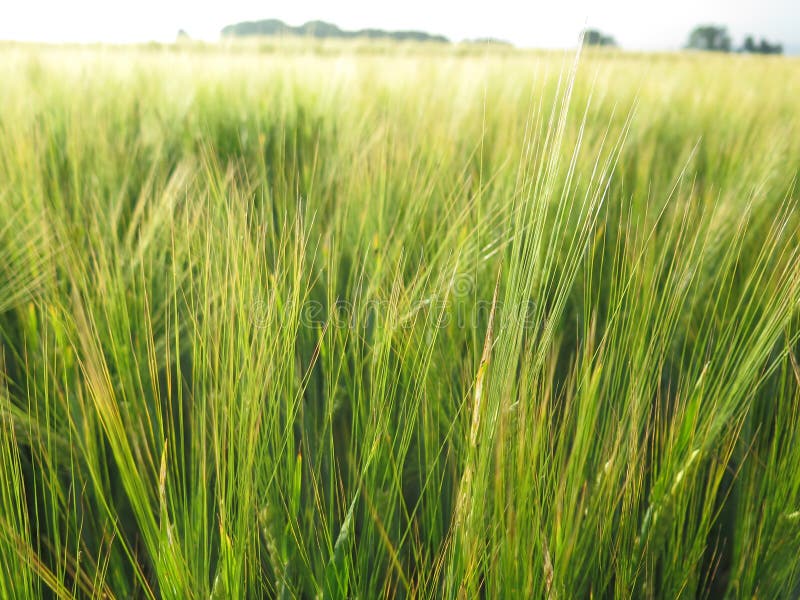 Field of barley stock photo. Image of springtime, agriculture - 120526036