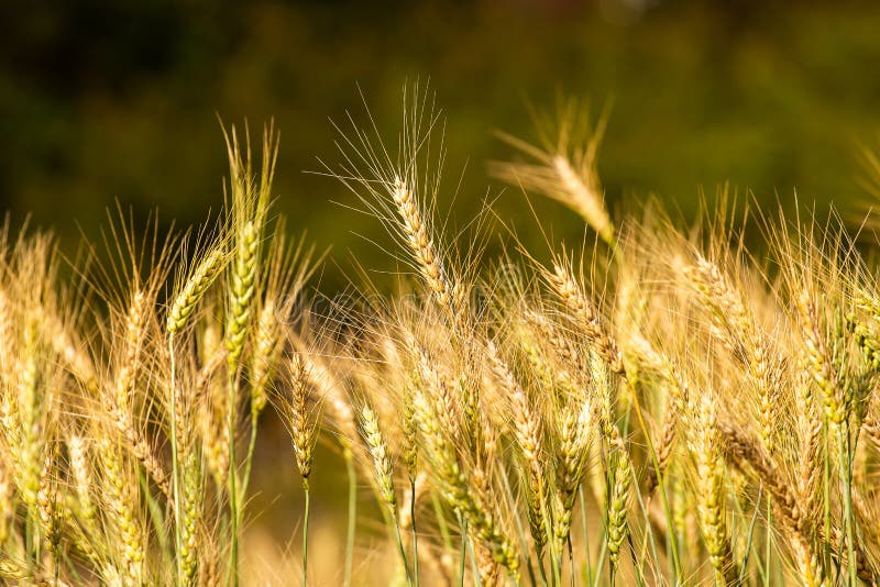 Barley Field in Sunset stock image. Image of countryside - 143257705