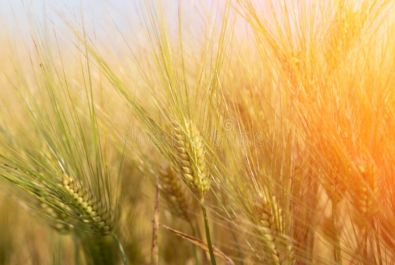 Barley field at sunset stock photo. Image of cultivated - 72658608