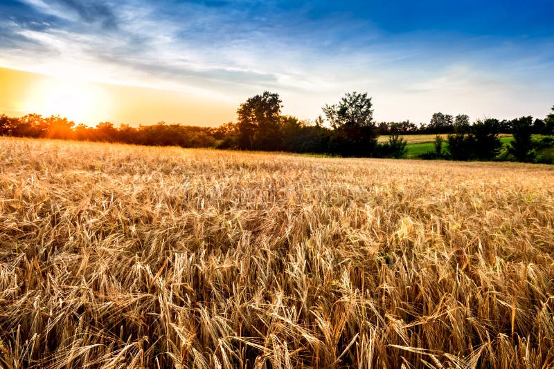 Barley field during sunset stock image. Image of countryside - 167292209