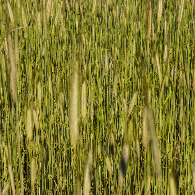 Barley field texture stock image. Image of landscape - 32202303