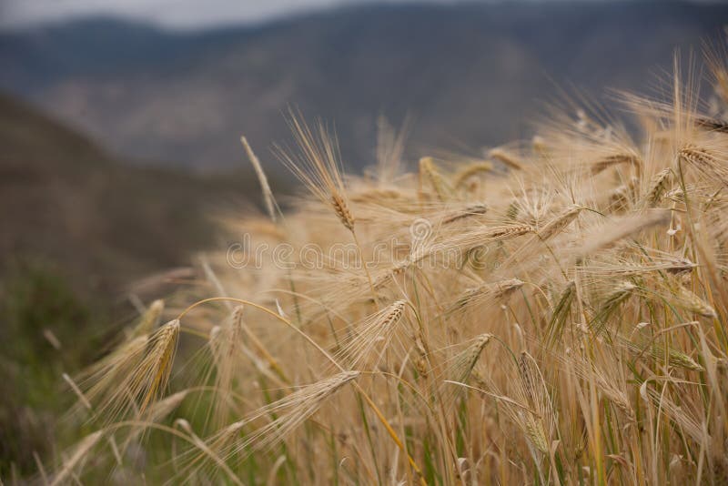 Barley Field in Tibet stock photo. Image of habitation - 33863830
