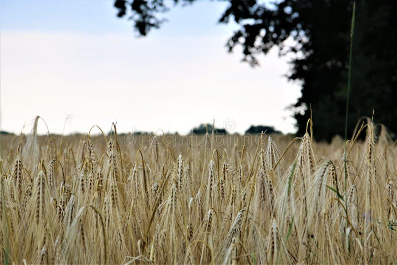 Barley in the Field with Trees on the Right Side Stock Image - Image of ...