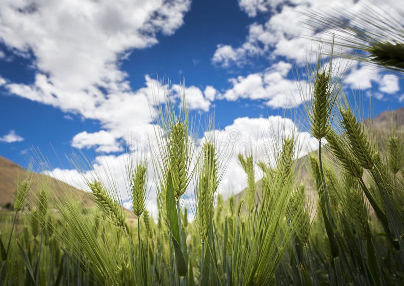 Barley Field View with Blue Sky Background Stock Photo - Image of ...