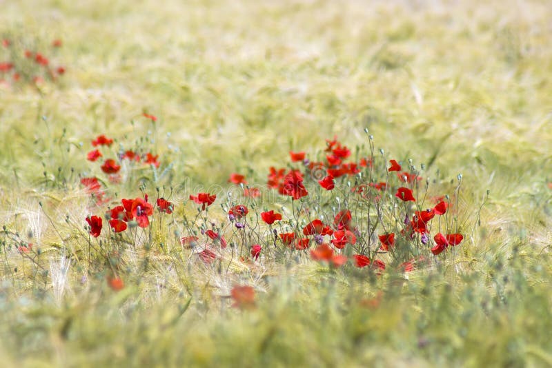 Barley Field with Wild Poppy Flowers Stock Image - Image of outside ...