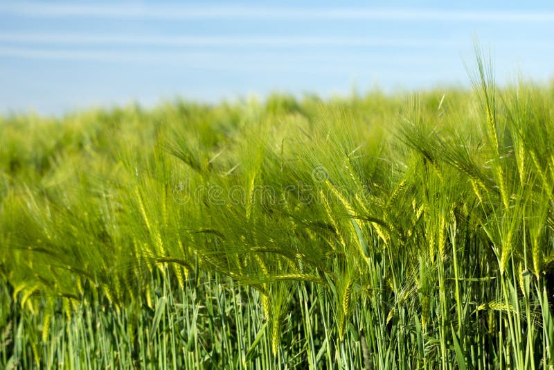 Barley field stock image. Image of crop, green, organic - 51717571