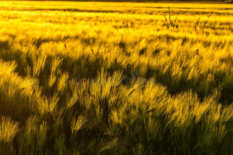 Barley fields in the wind stock image. Image of abundance - 100810929