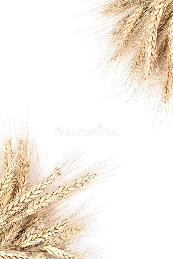 Barley grains and ear stock image. Image of brown, agronomy - 4559525