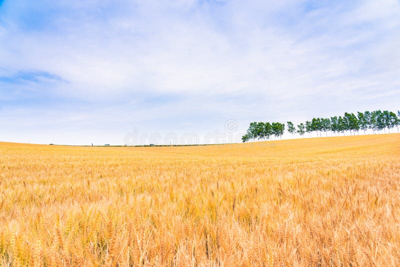 Barley Golden Fields and Summer Country Side Scene Background Stock ...