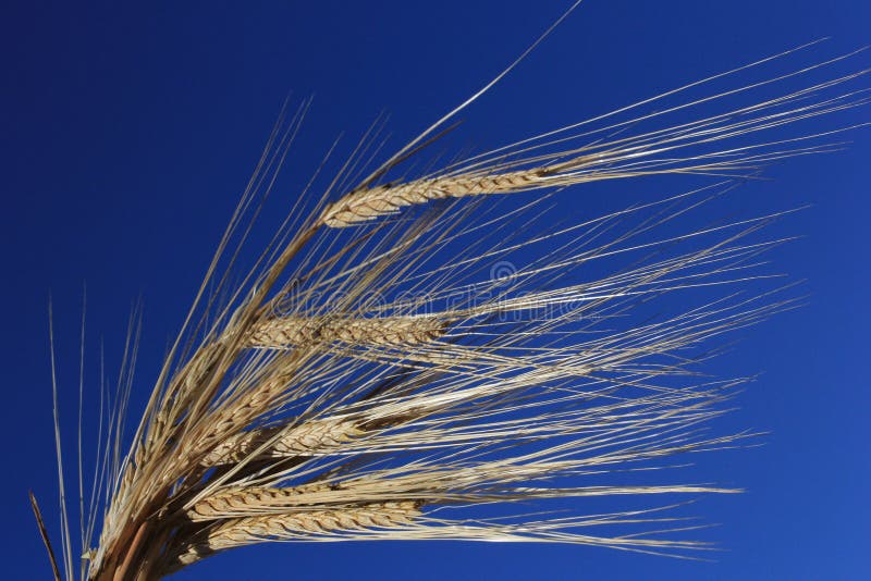 Barley stock image. Image of corn, rice, healthy, barley - 34655549