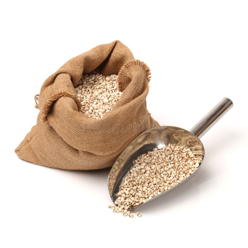 Barley grain seed stock photo. Image of background, hordeum - 97232358