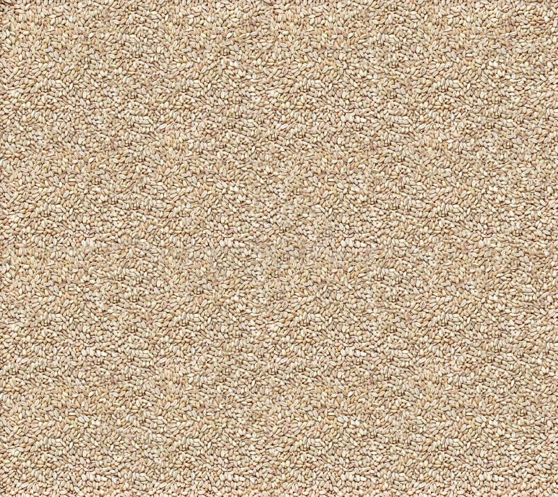 Barley Grain Light Beige Background, Base for Brewing Ale and Beer ...