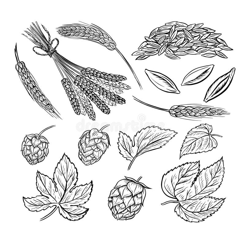 Barley, Grain Malt and Hops. Ingredients for Brewing. an Illustration ...