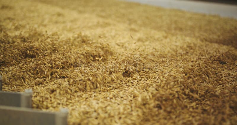 Barley Grain Processing on Elevator - Drying and Storage Preparation ...