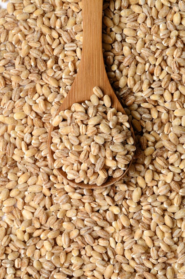 Barley grain seeds stock photo. Image of isolated, group - 68470466