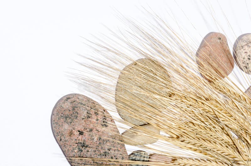 Barley grain with stones stock photo. Image of wite, grain - 63967744