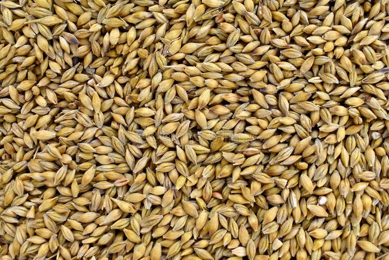 Barley Grains As Background, in Husk, Top View, Detail Stock Image ... Barley Grains As Background, in Husk, Top View, Detail Stock Image ...