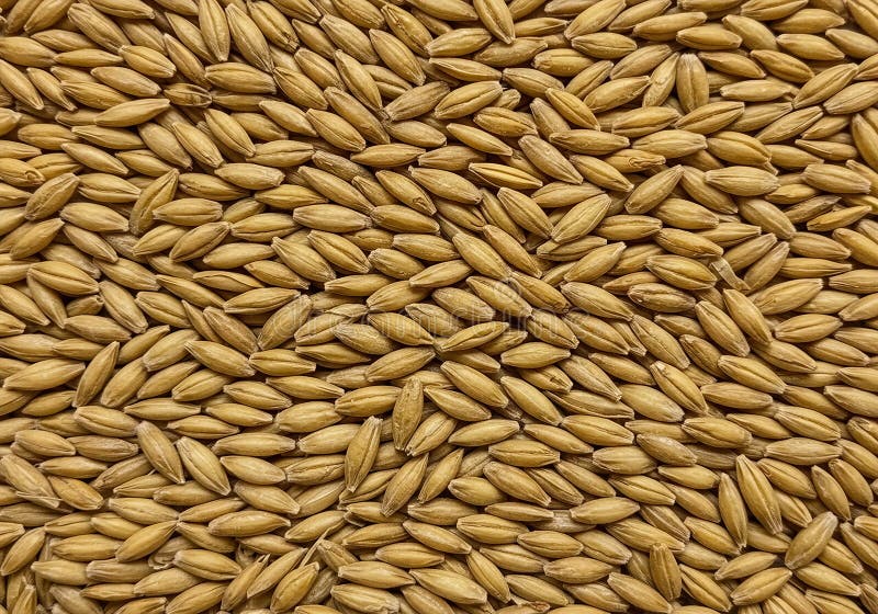 Barley Grains for Background Texture Stock Illustration - Illustration ...